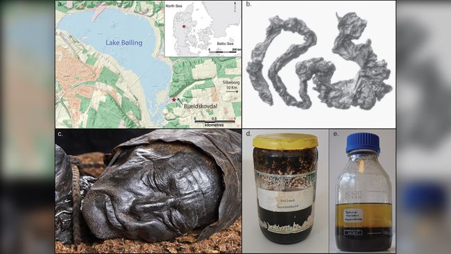 Last meal of ancient human sacrifice victim 'Tollund Man' revealed in ...
