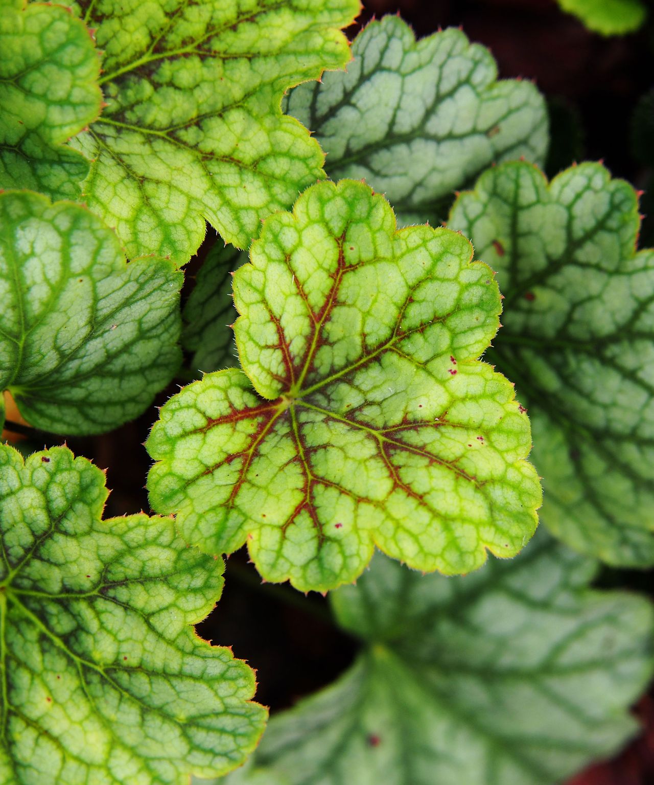 Heuchera varieties: 15 coral bells for foliage and flowers | Homes and ...