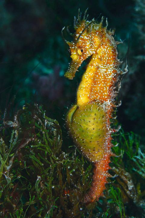 6 weird animals that evolution came up with | Live Science