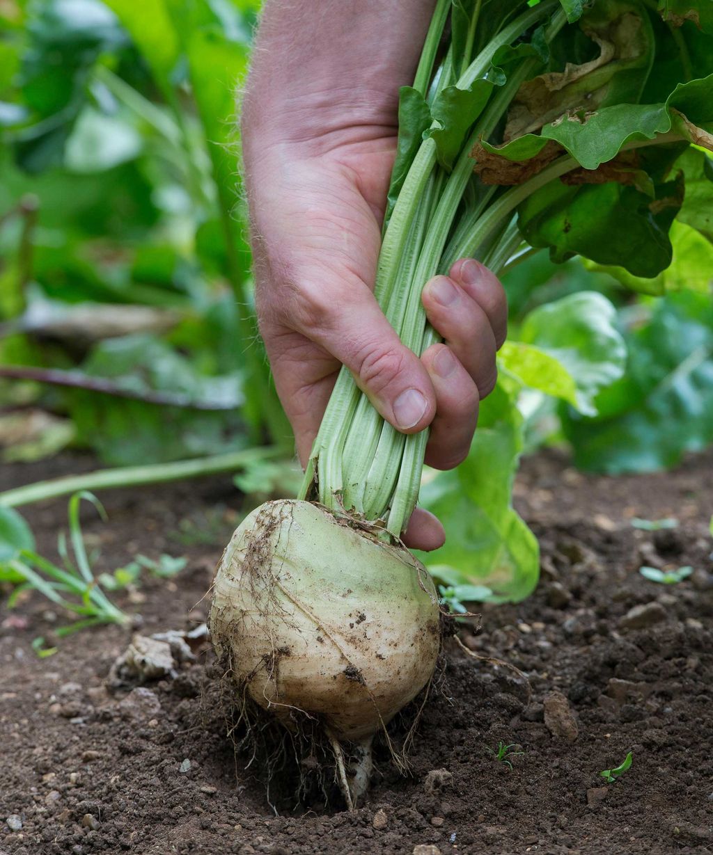 How to grow beetroot: practical tips for growing this tasty root ...