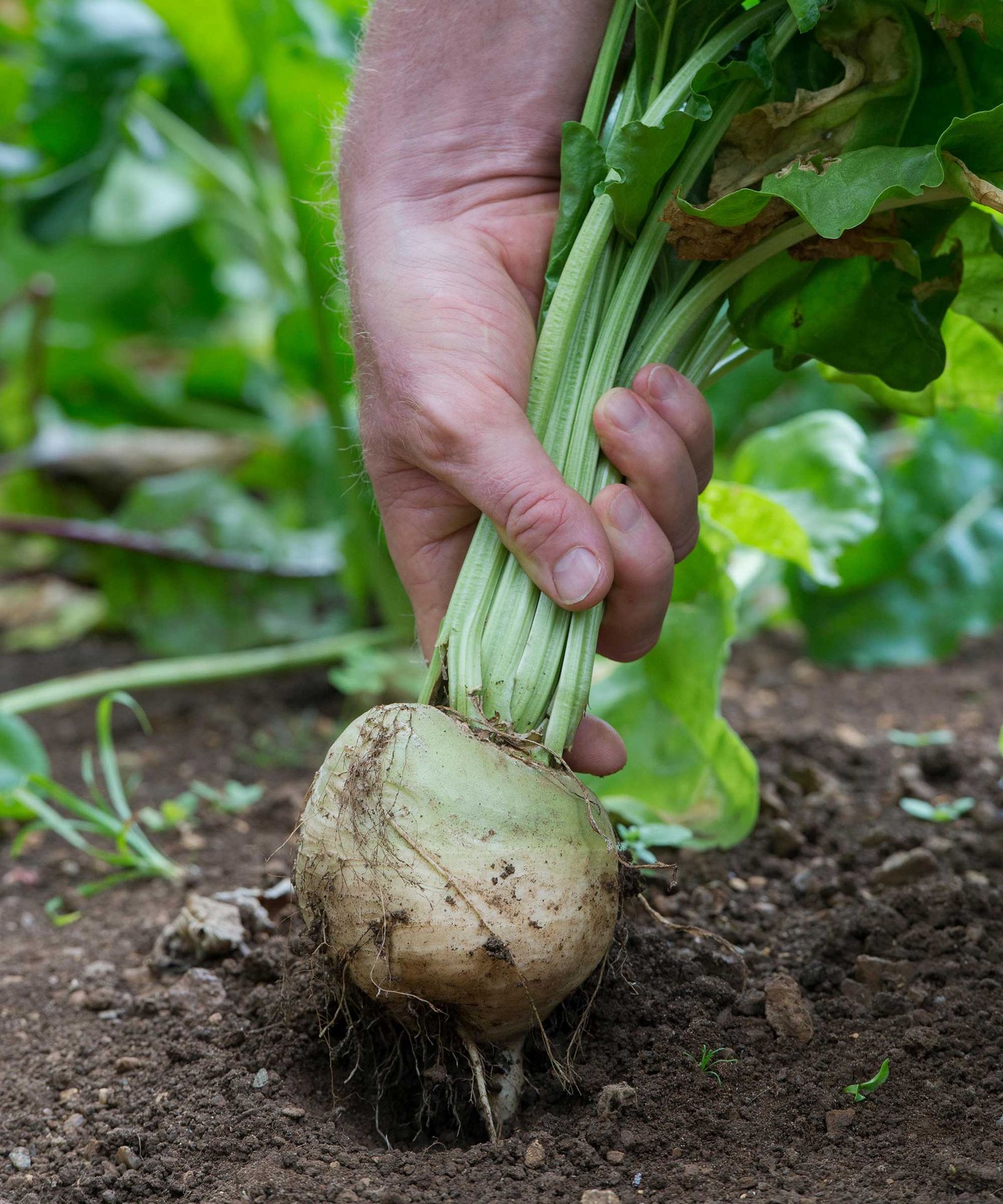 How to grow beetroot: practical tips for growing this tasty root ...