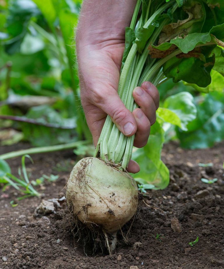 How to grow beetroot: practical tips for growing this tasty root ...