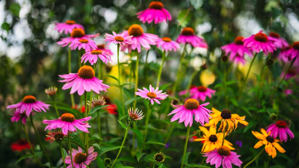 8 flower seeds to sow in February for colourful early blooms | Ideal Home