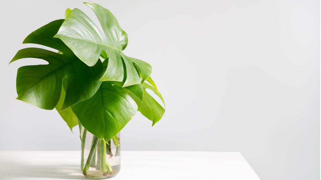 Can you grow a monstera in water? 5 simple steps to success | Homes and ...