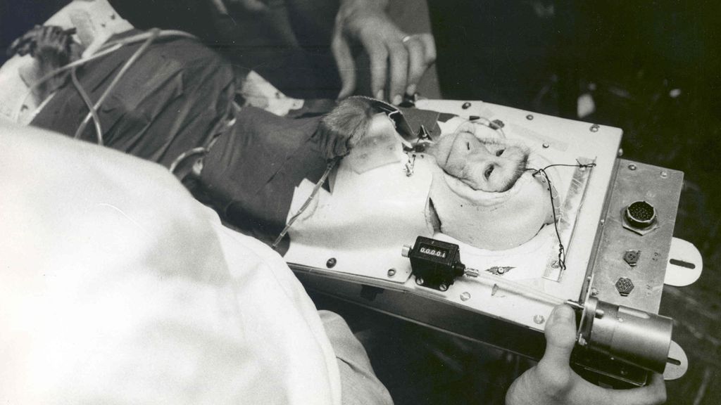 Able and Baker: The First Primates to Survive Spaceflight in Photos | Space