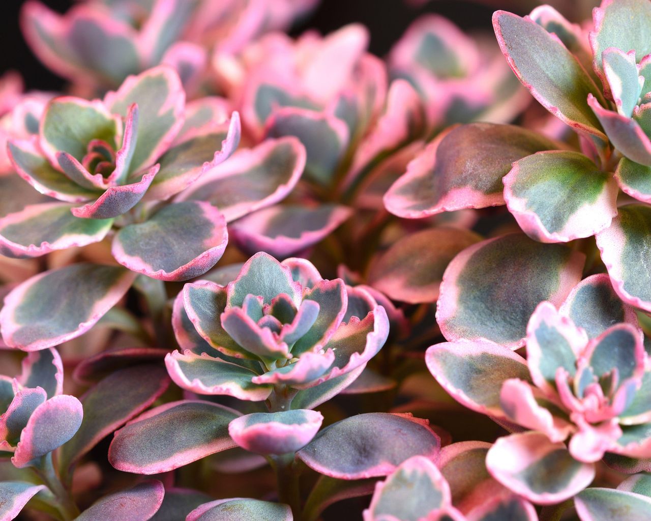 Sedum care and growing guide: how to grow stonecrops | Gardeningetc