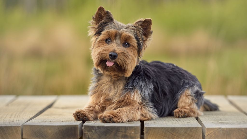 32 best dog breeds for warm climates | PetsRadar