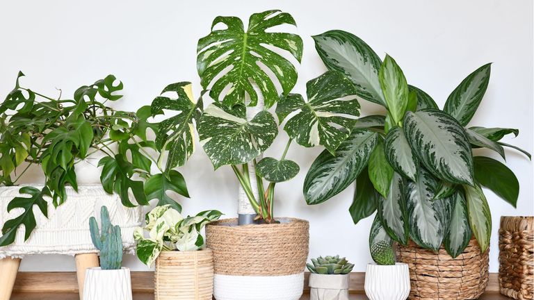 Indoor plants that flower all year round: 10 expert picks | Homes and ...