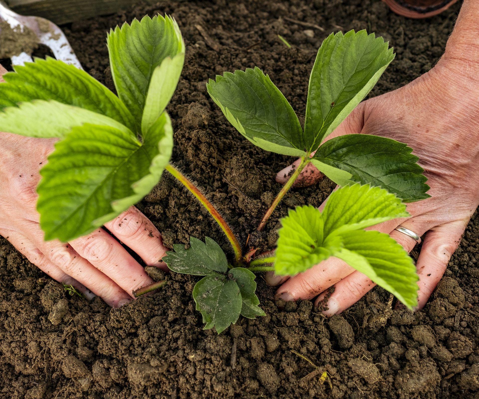 When To Fertilize Strawberries Top Tips For Bigger Fruits Homes And Gardens