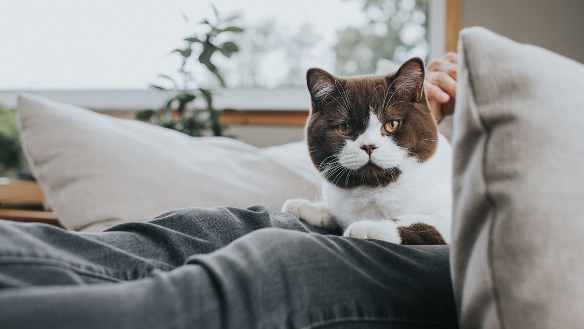 32 of the sweetest ways cats show affection | PetsRadar