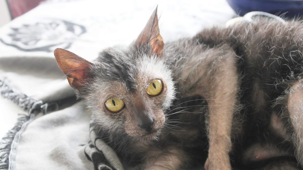 What is a werewolf cat? | PetsRadar