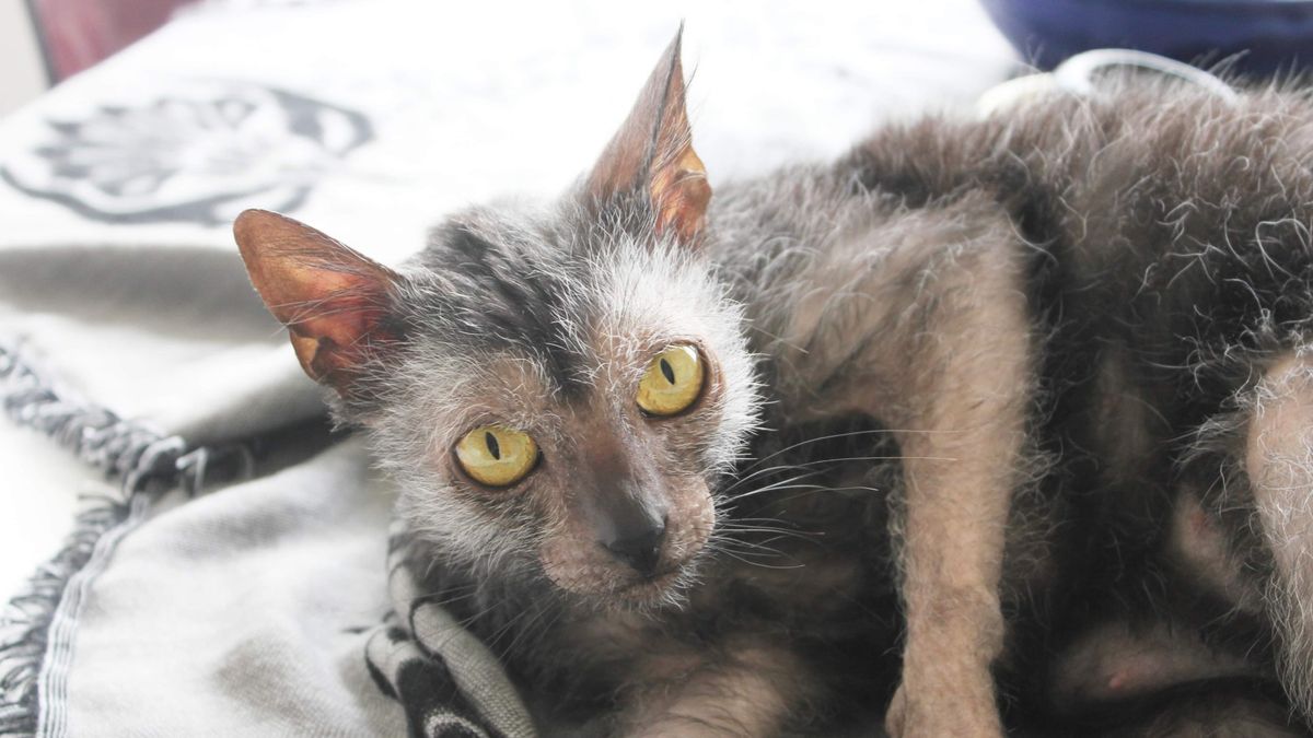 What is a werewolf cat? | PetsRadar