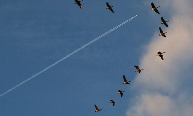 This is why birds fly in a V | The Week