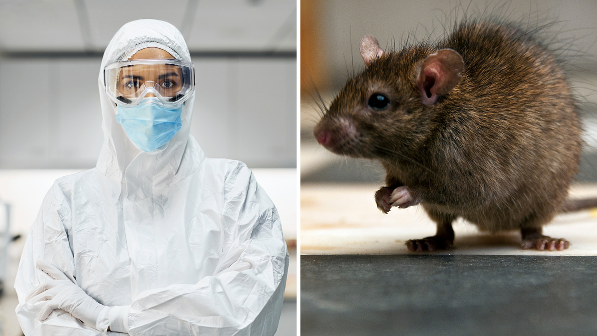 Lassa virus UK, is the rat-borne disease a worry? | Woman & Home
