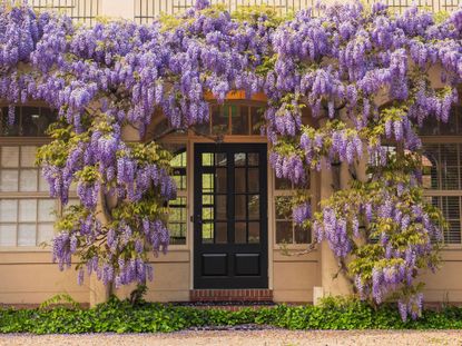 10 climbing plants for the front of your house | Livingetc