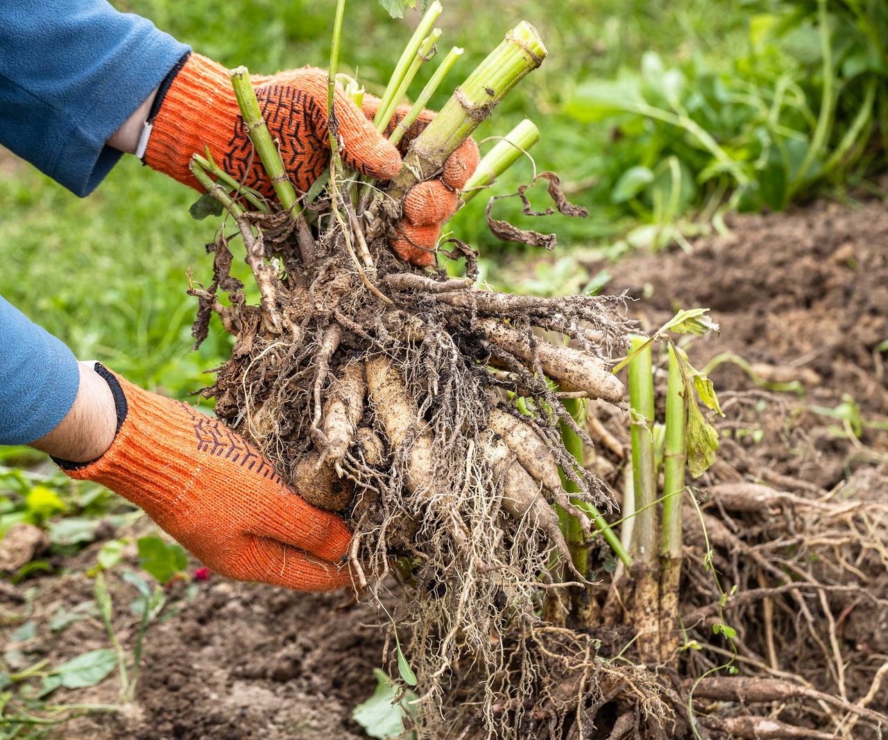 How to divide dahlia tubers, ready for planting: expert tips | Homes ...