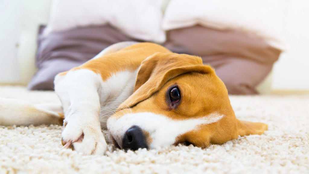 Vomiting in dogs: 12 reasons why your dog might be sick | PetsRadar