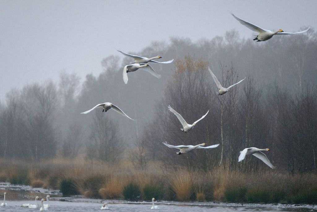 In Photos: 'Human Swan' Shadows Endangered Birds on Annual Migration ...