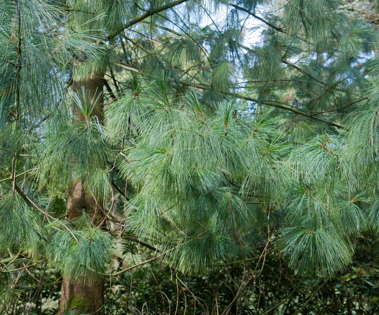 The best pine trees – 11 choices for yards of all sizes | Homes and Gardens