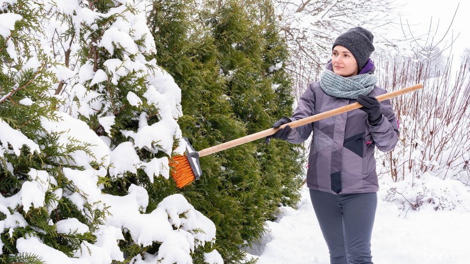 What to do after it snows in your garden — top tips to help plants ...