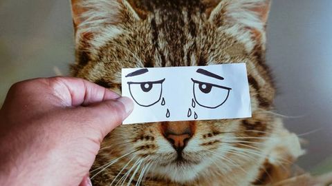 Why is my cat crying? Vet's guide to what it means and what to do ...