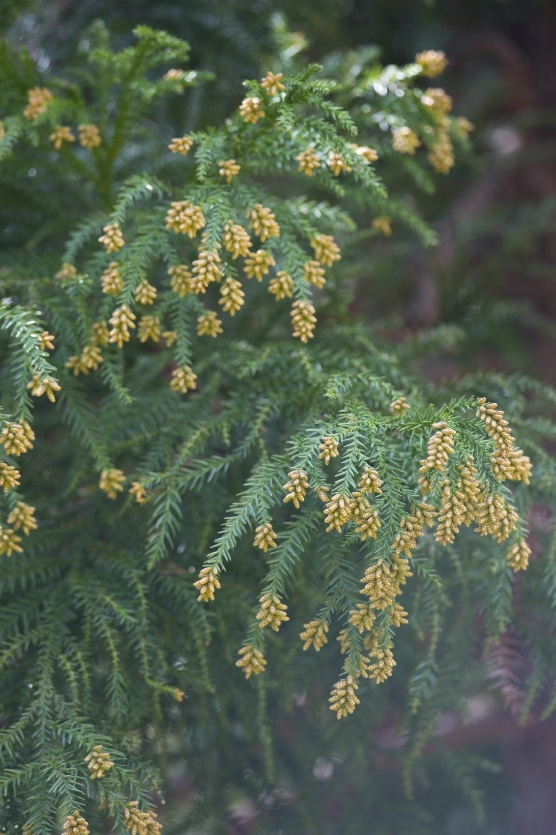 Japanese Cedar Tree Care And Pruning: Learn About Planting Japanese ...