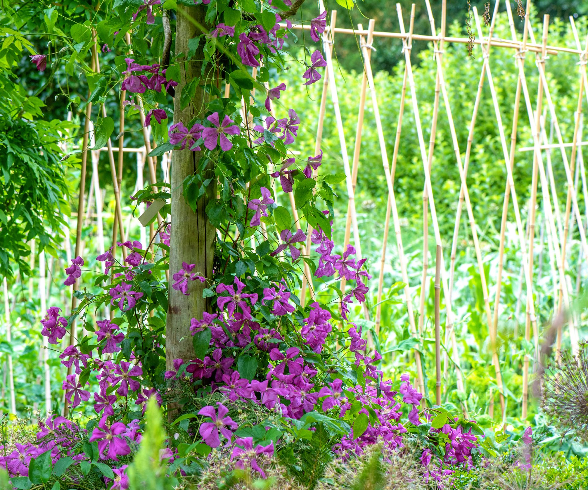 5 Fast-Growing Vines That Will Climb A Trellis – Quick! | Gardening ...