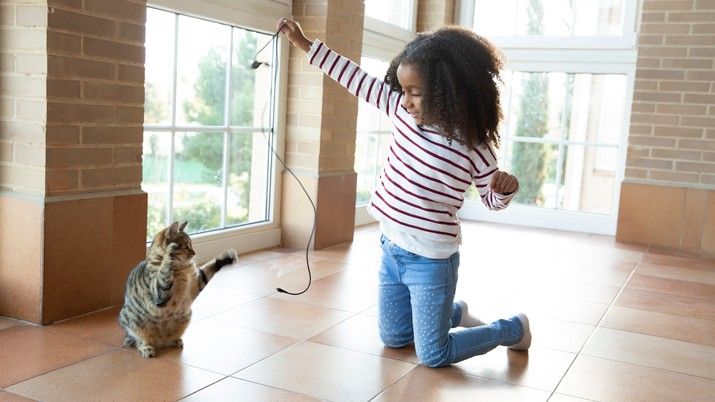 Kitten training tips worth trying, according to a vet | PetsRadar