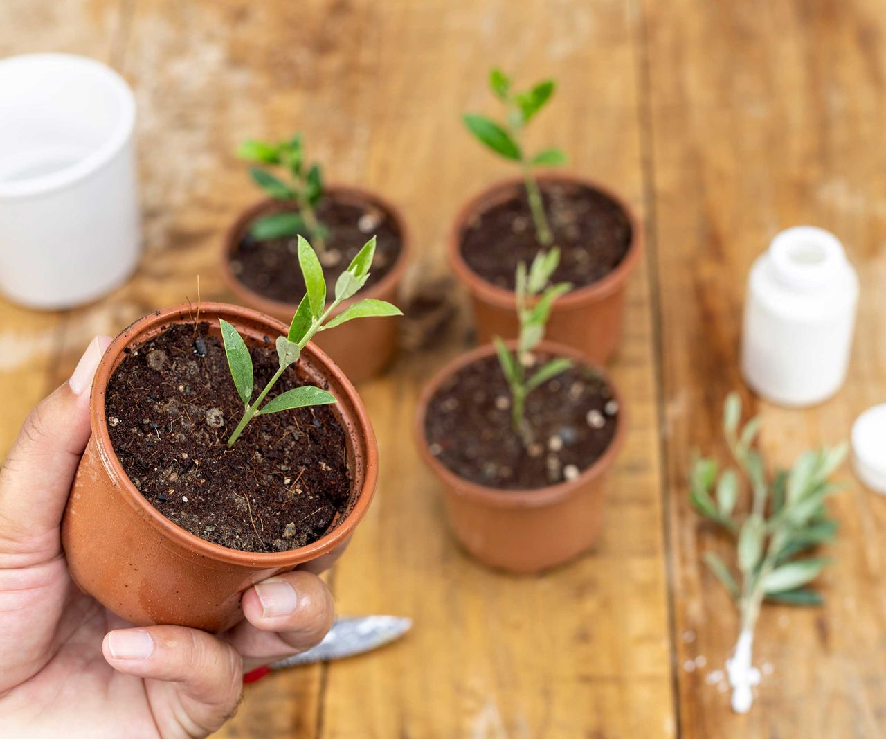 How to propagate olive trees: experts explain | Homes and Gardens