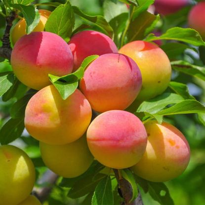 How to grow an apricot tree - from planting to picking | Homes and Gardens