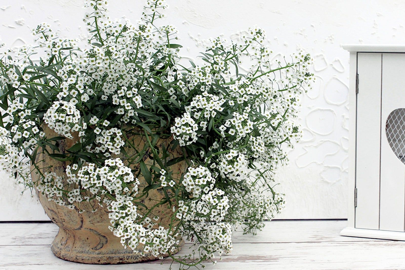 Can You Grow Alyssum In A Pot – Container Planting Sweet Alyssum ...