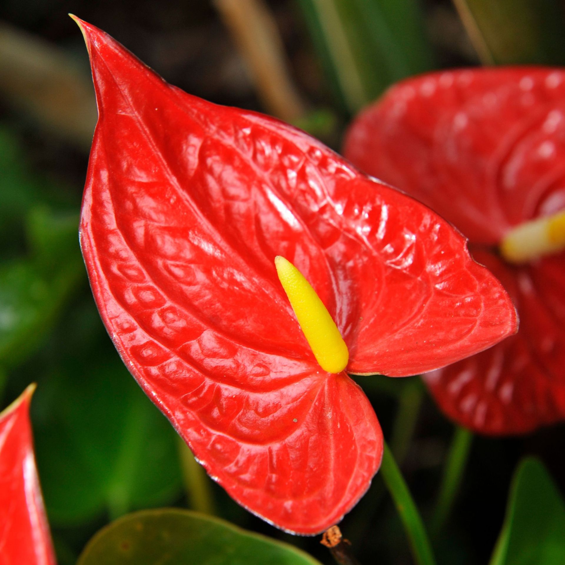 How to care for Anthurium for long-lasting colour | Ideal Home
