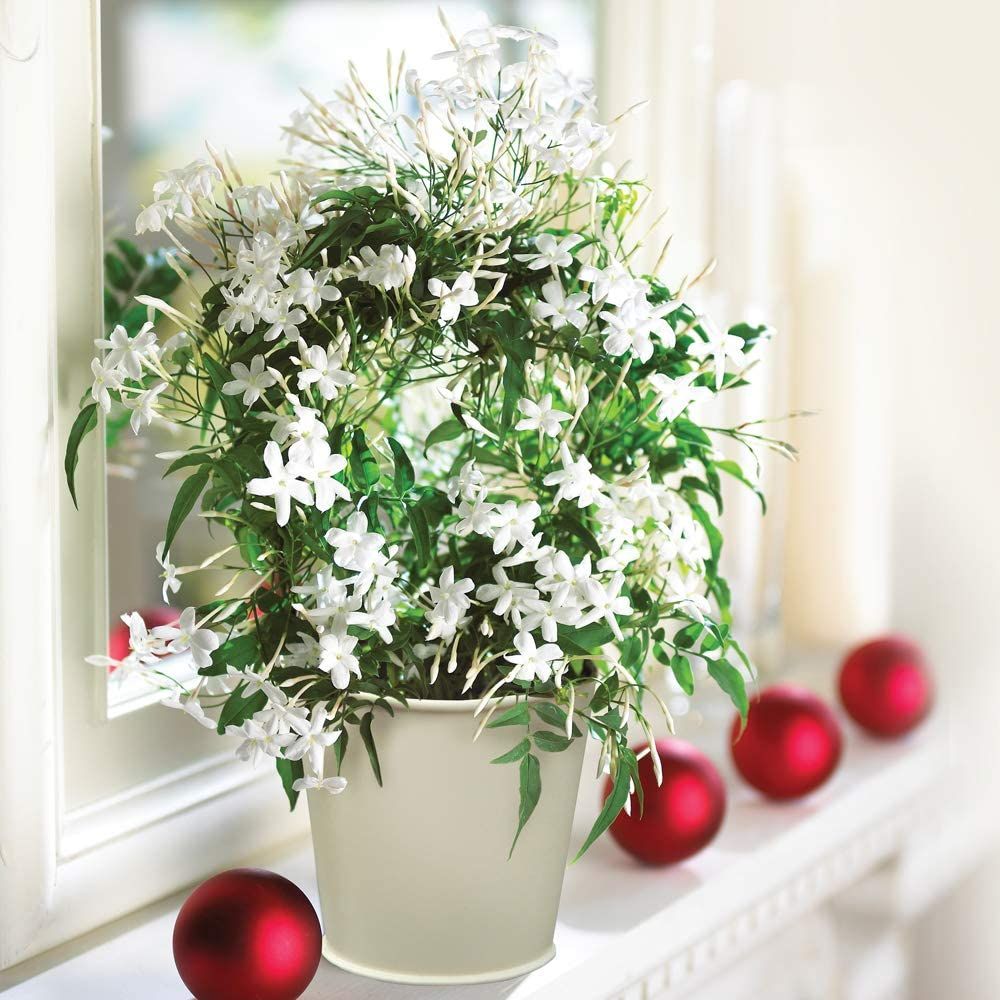 Winter flowers – how to decorate with florals and blooming indoor ...