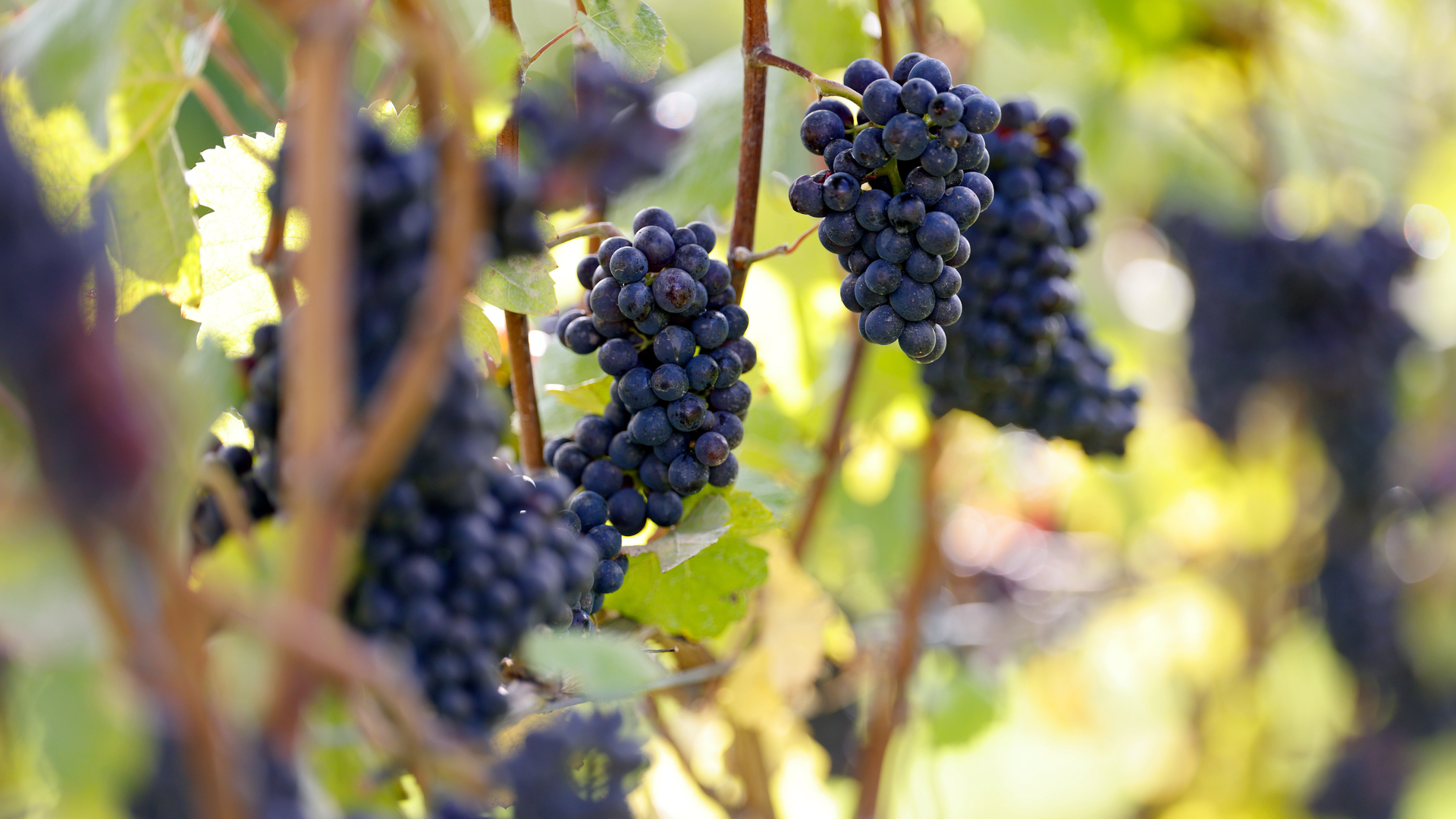 When to prune grape vines and the signs it's too late | Ideal Home