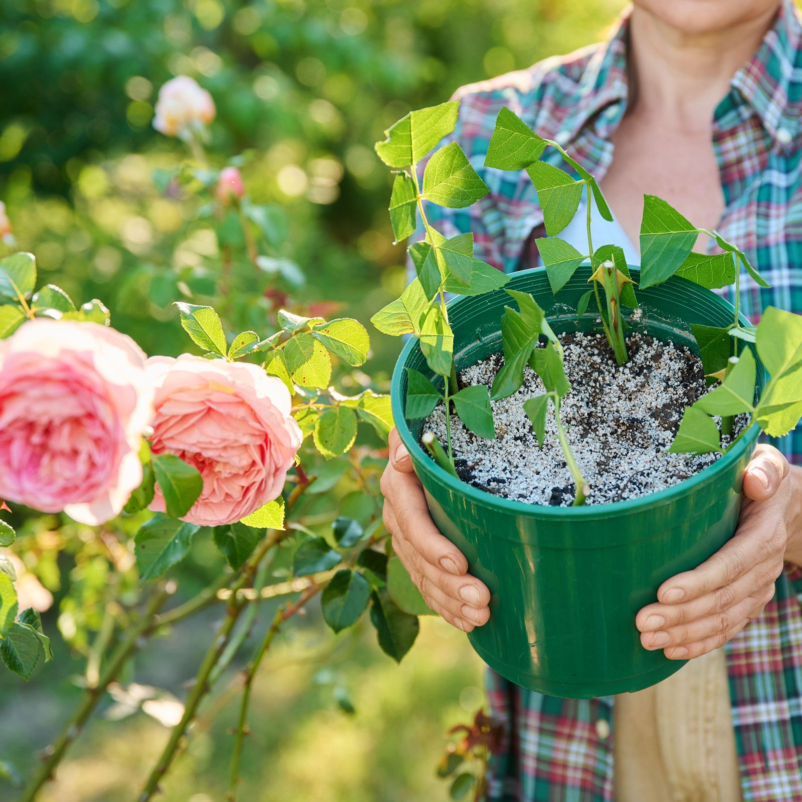 Tips & Information about Roses | Gardening Know How