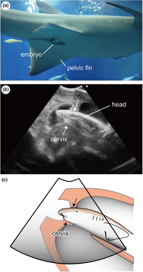 These Baby Sharks Swim from One Uterus to Another to Eat Their ...