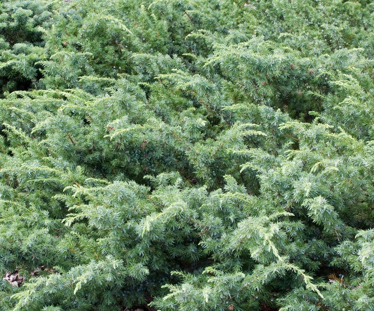 Grow These 4 Native Evergreen Shrubs For Year-Round Beauty | Gardening ...