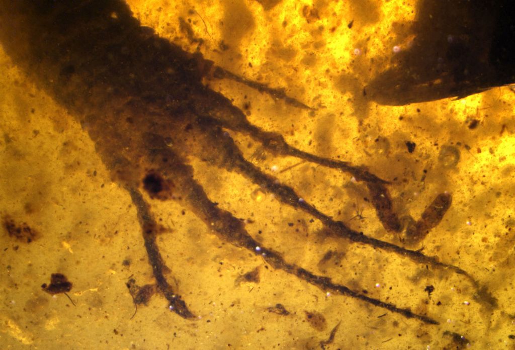 In Photos: Amber Preserves Cretaceous Lizards | Live Science