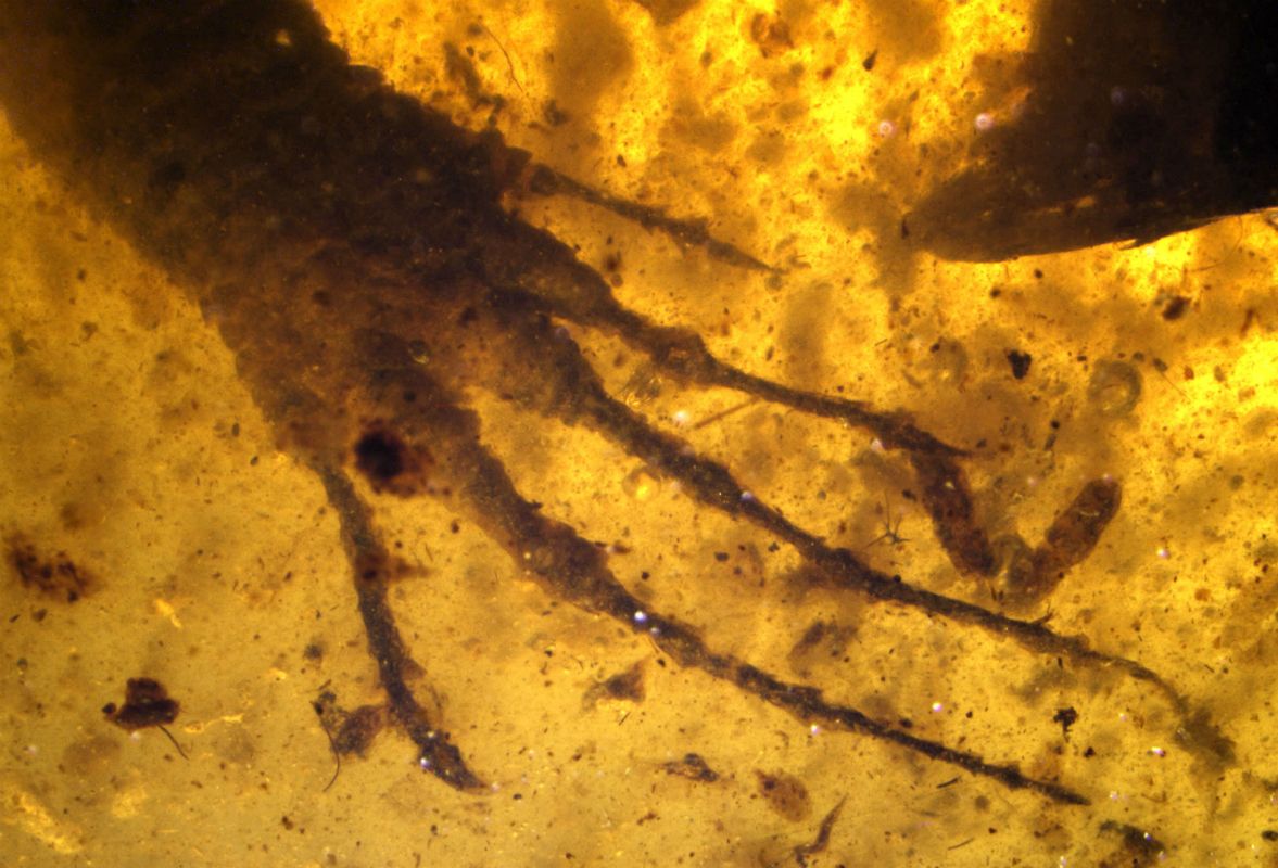 In Photos: Amber Preserves Cretaceous Lizards | Live Science