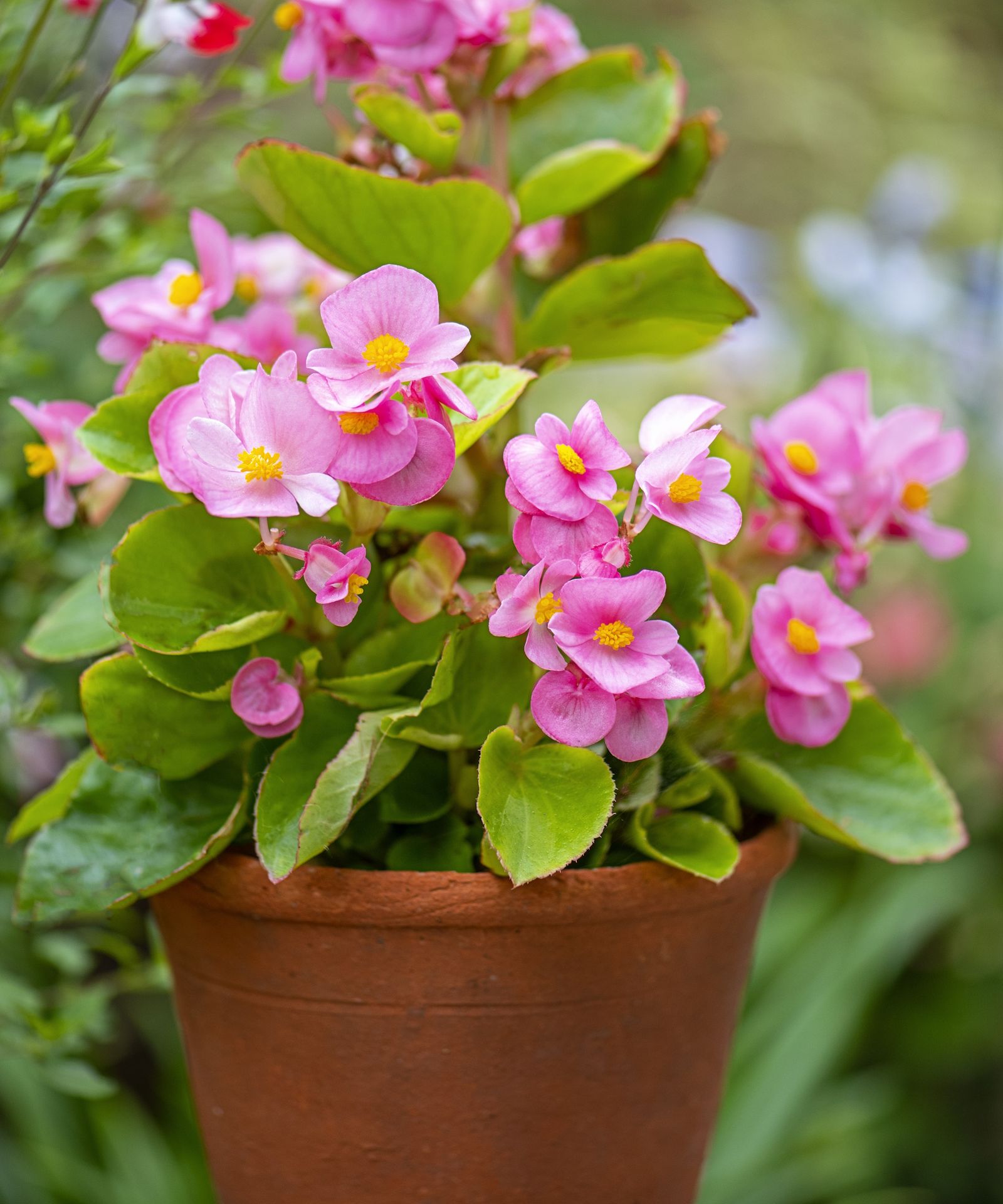 How to grow begonias in pots: 5 expert tips | Homes and Gardens
