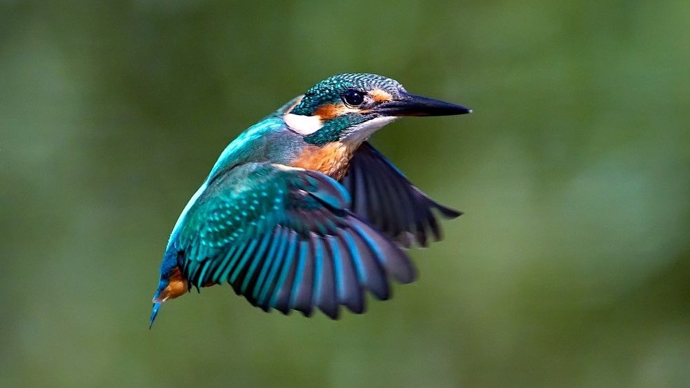 32 of the most colorful birds on Earth | Live Science