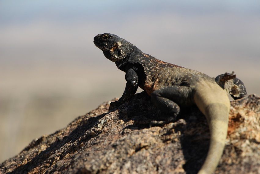 Chuckwalla Photos: Meet this Large, Desert-Dwelling Lizard | Live Science