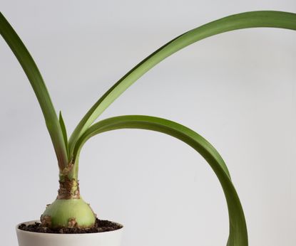 How To Get Amaryllis Flower To Rebloom – For Years Of Color ...