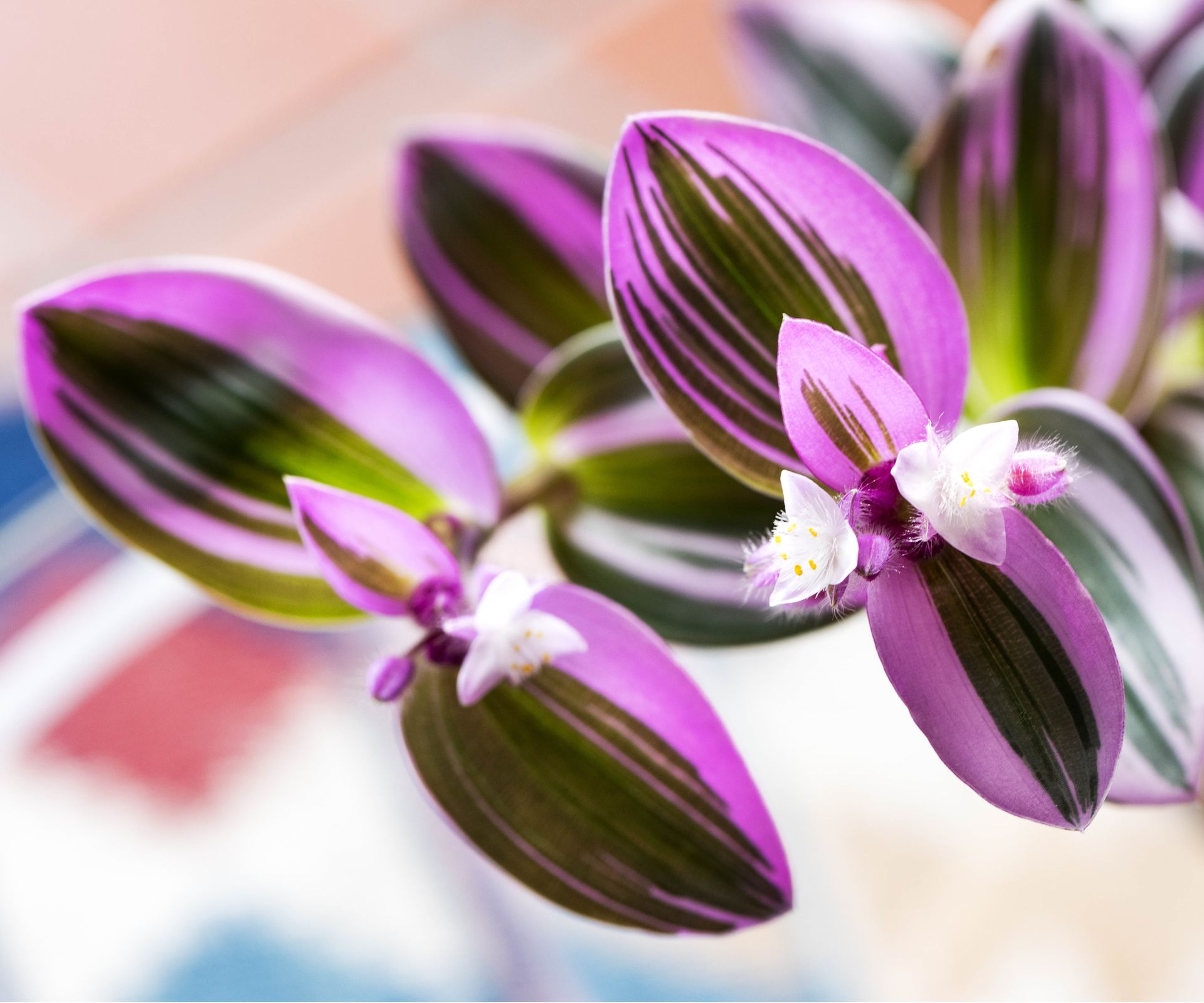 How to grow tradescantia: 4 expert care tips | Homes and Gardens