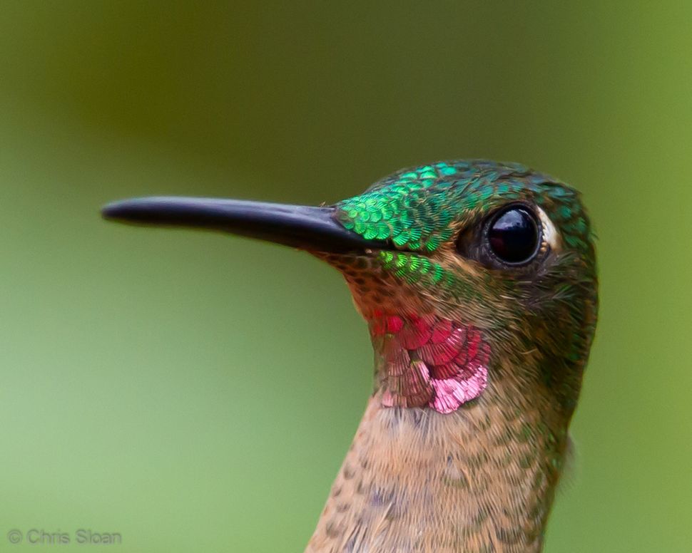 Endagered Species Images | IUCN Red List Images | Live Science