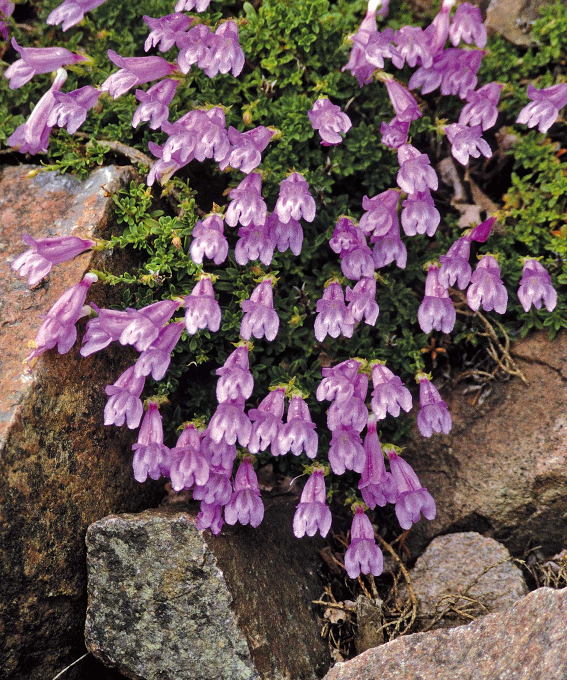 16 beautiful penstemon varieties for your planting scheme | Gardeningetc