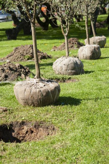 How to plant a tree – a step-by-step guide | Homes and Gardens