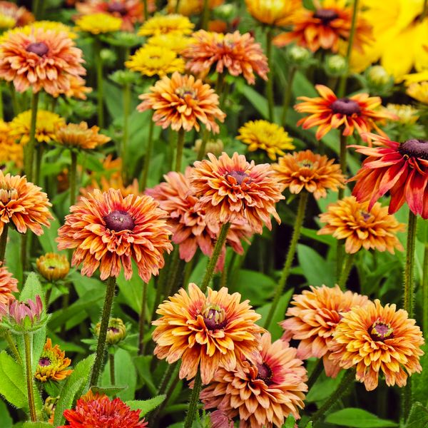 Tips & Information about Flowers | Gardening Know How
