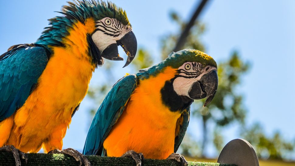 Do parrots actually understand what they're saying? | Live Science