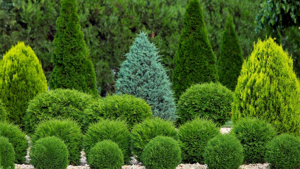 Grow These 4 Native Evergreen Shrubs For Year-Round Beauty | Gardening ...